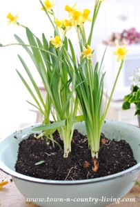 Easy DIY Spring Bulb Arrangement - Town & Country Living