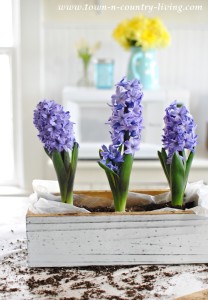 Spring Bulb Centerpiece - Town & Country Living