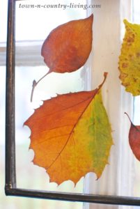 Pressed Fall Leaves: Window Art - Town & Country Living