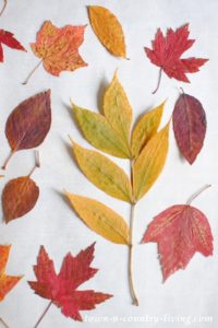 Pressed Fall Leaves: Window Art - Town & Country Living