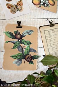 Create a Nature Board with Free Printables - Town & Country Living