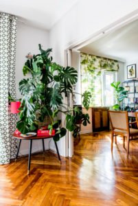 Monstera: The New Trending Plant in Home Decor | Town & Country Living