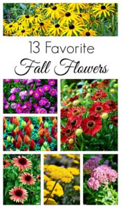 13 Fall Flowers to Add to Your Garden - Town & Country Living