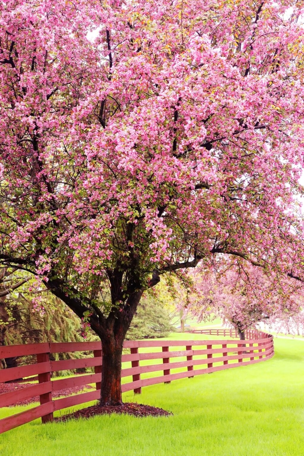 Perky Spring Flowers and Beautiful Gardens: Total Eye Candy! - Town ...