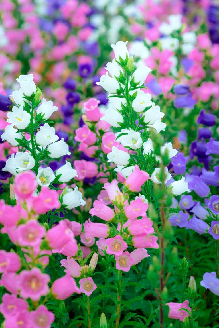Cottage Flowers to Add to Your Garden - Town & Country Living